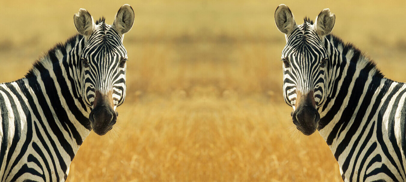 Despre – Zoo Resita