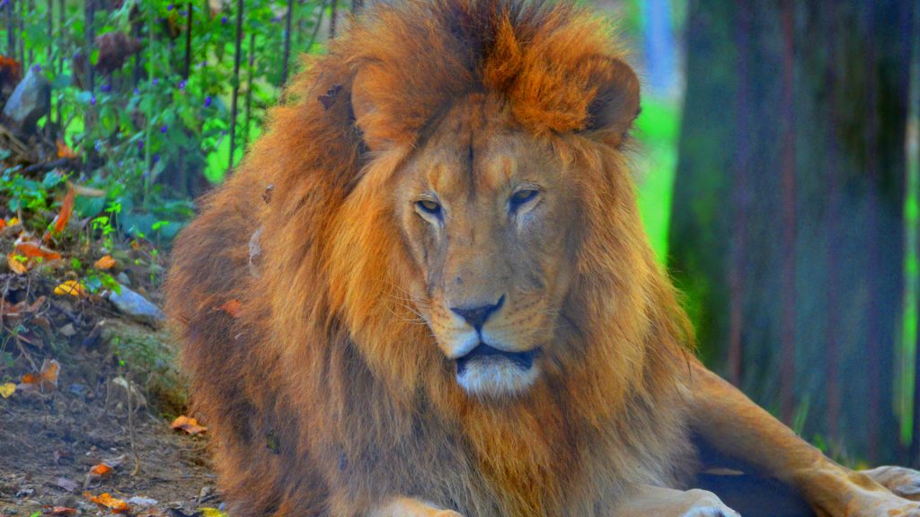 Leul mascul poate fi recunoscut ușor datorită coamei sale și poate ...