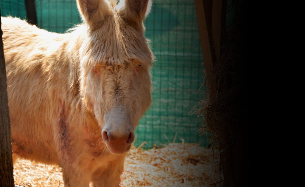 AMADEUS, măgarul alb de Baroc este vedeta grădinii zoologice, fiind o ...